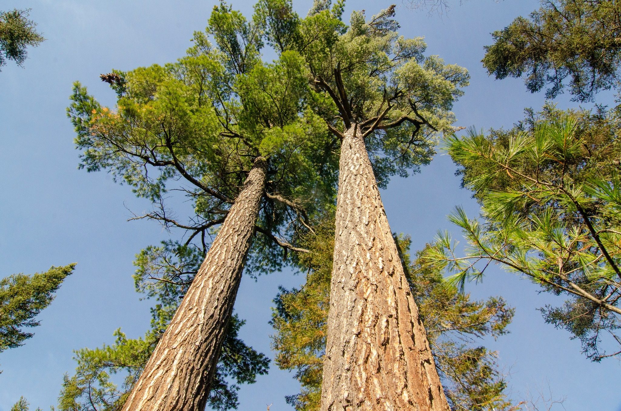 How Trees Tell the Story of the BWCA | Portage North