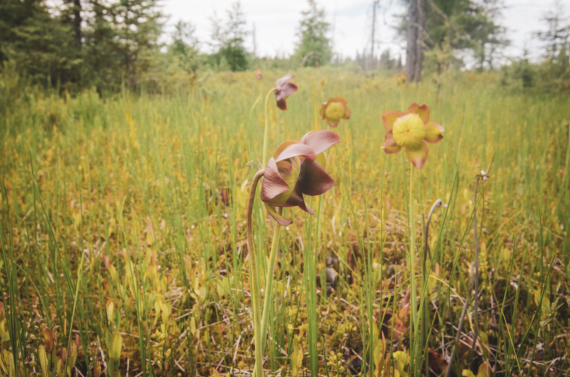 Map Mondays - Week 3 - Crab Lake/Cummings Lake to Big Lake | Portage North
